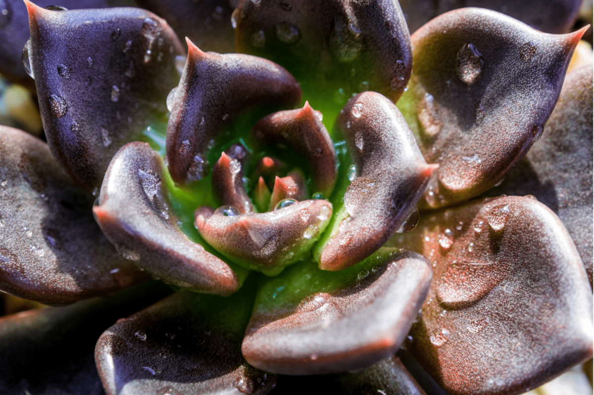 The Most Stunning Succulents with Purple Tips