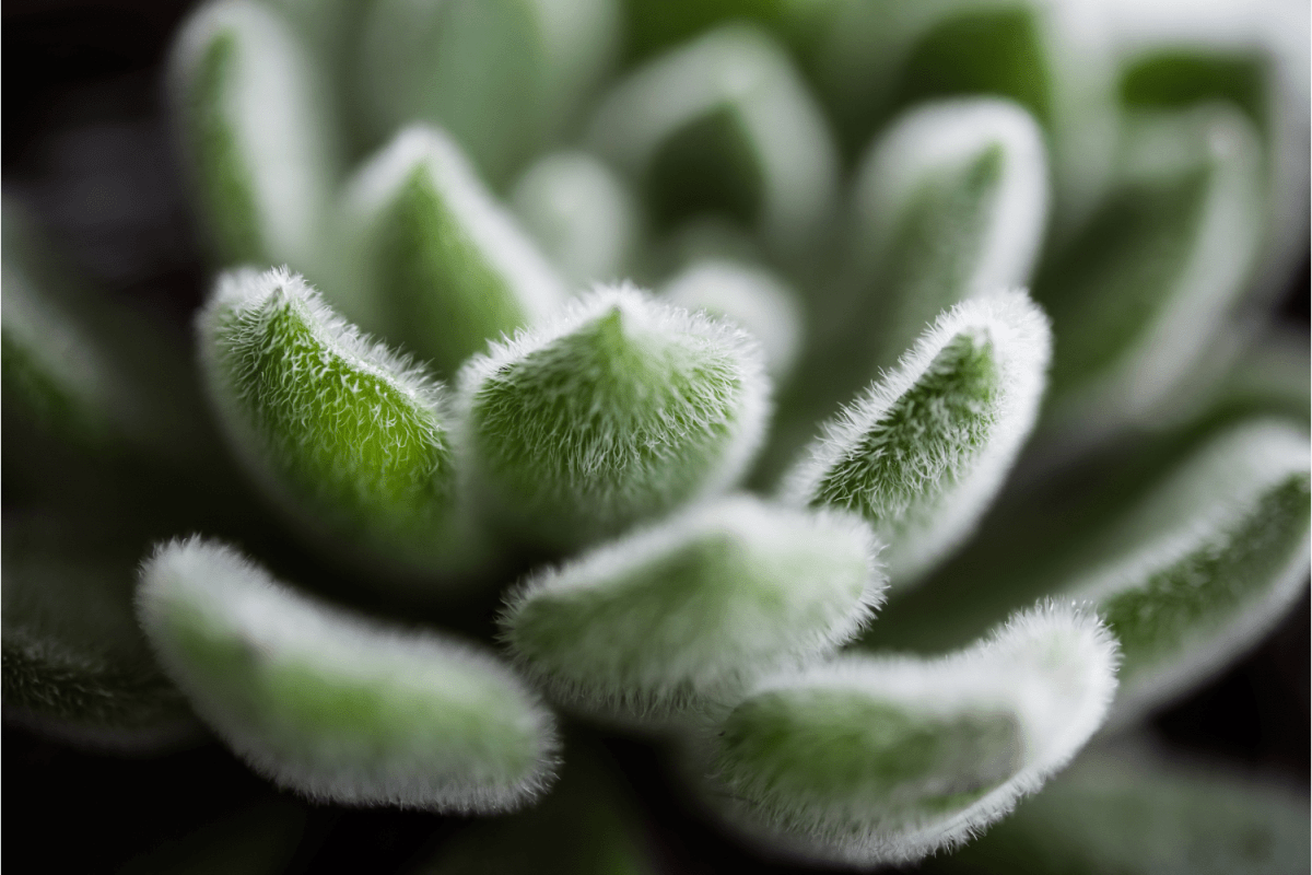 50 Different Types of Fuzzy Succulents