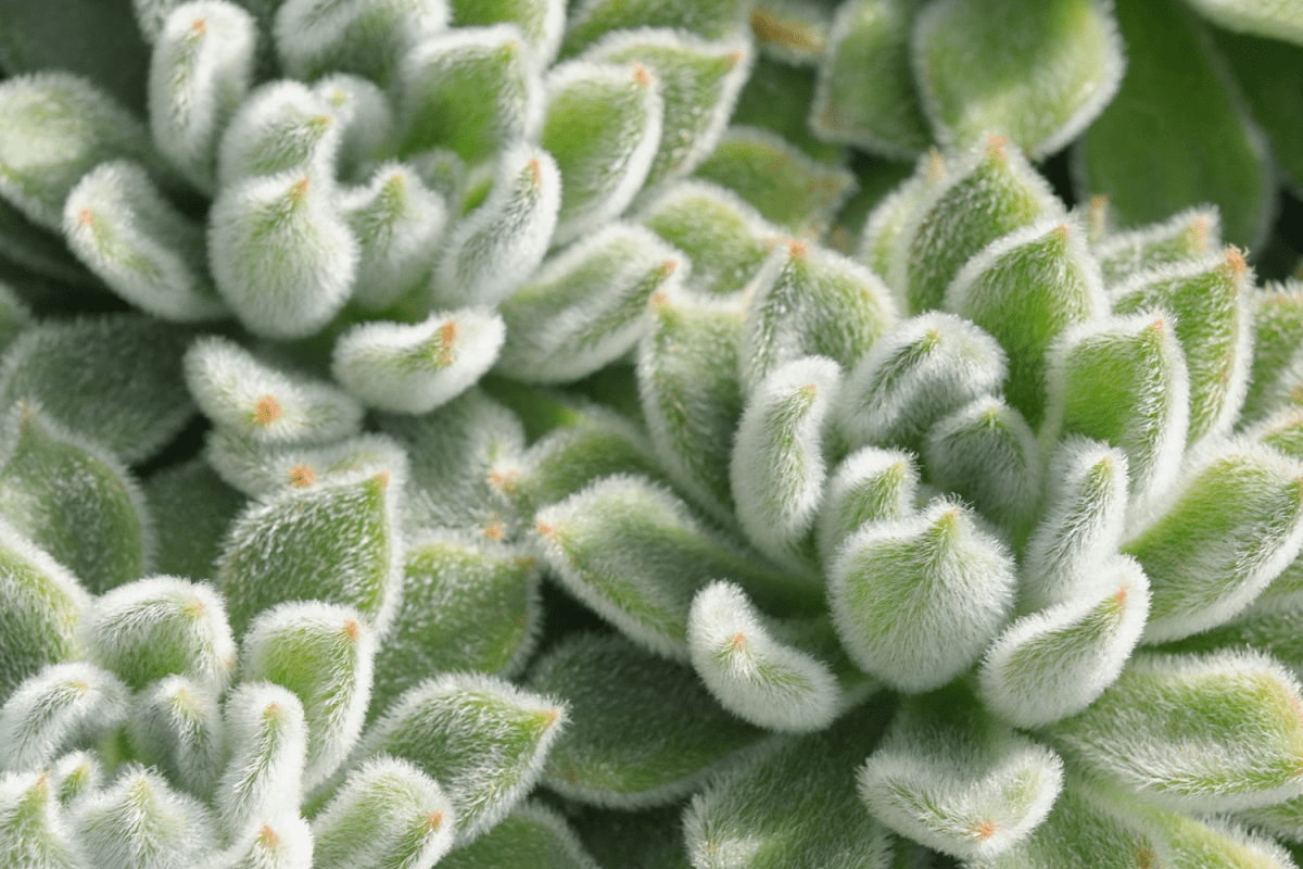 50 Different Types of Fuzzy Succulents