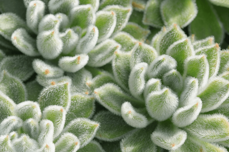 50 Different Types of Fuzzy Succulents
