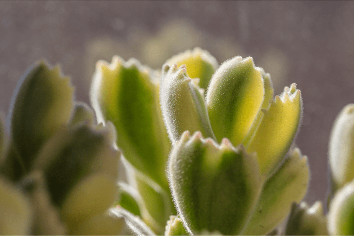 50 Different Types of Fuzzy Succulents