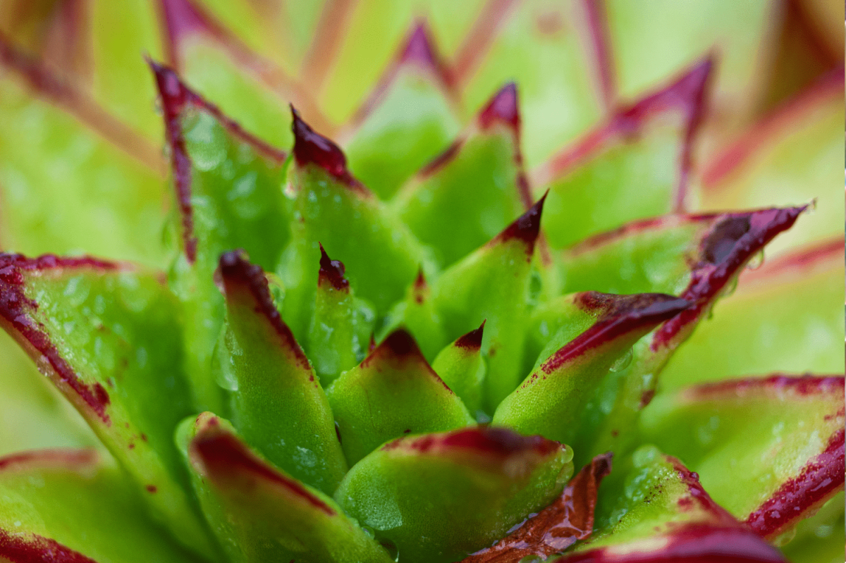 The Most Stunning Succulents with Purple Tips