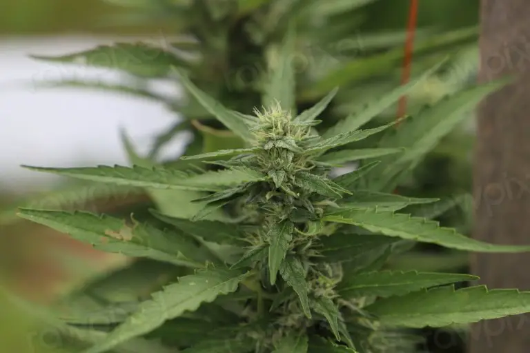 Germinating Auto Seeds | How to Source and Grow Guide