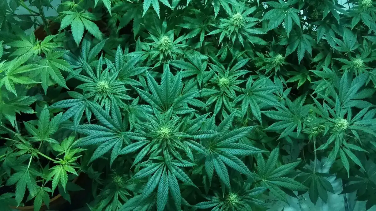 Germinating Auto Seeds | How to Source and Grow Guide