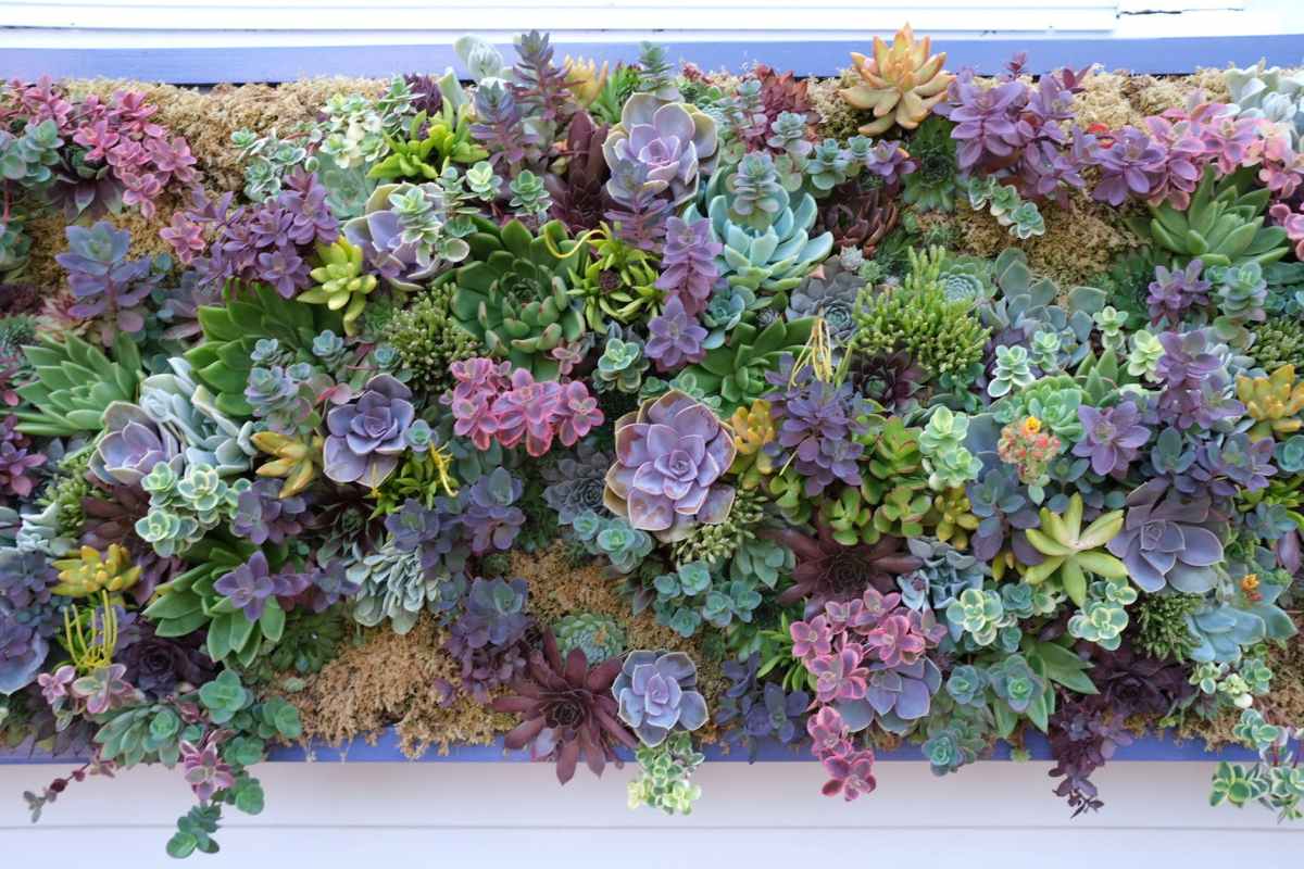 The Most Stunning Succulents with Purple Tips