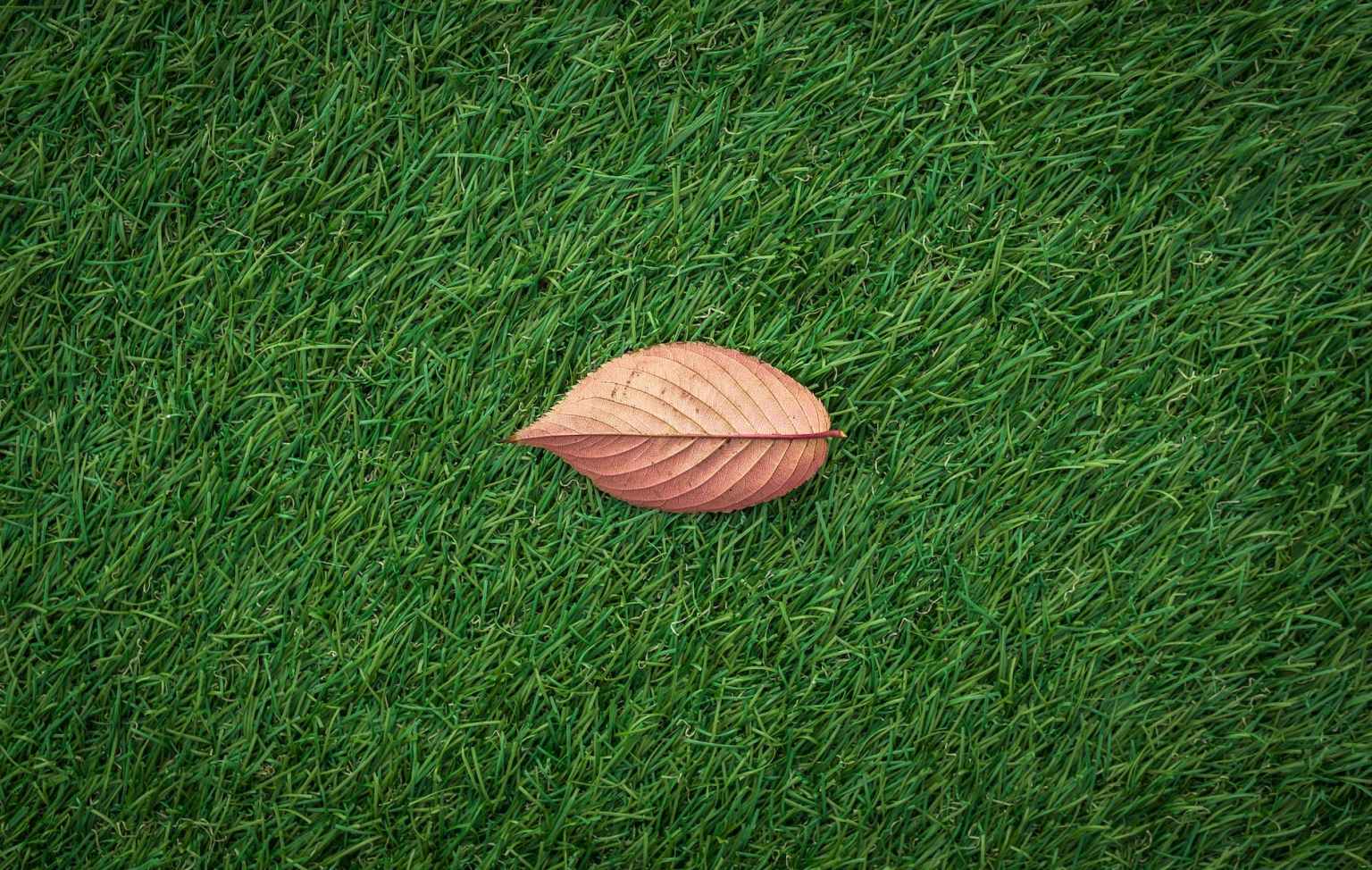 What’s the Best Grass for Clay Soil?
