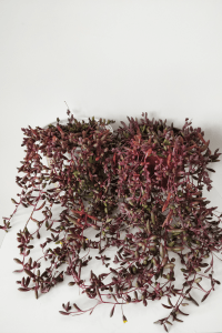 String of Rubies Plant Care Guide