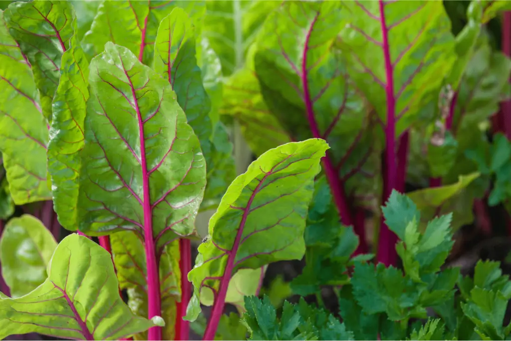 Is Swiss Chard a perennial?
