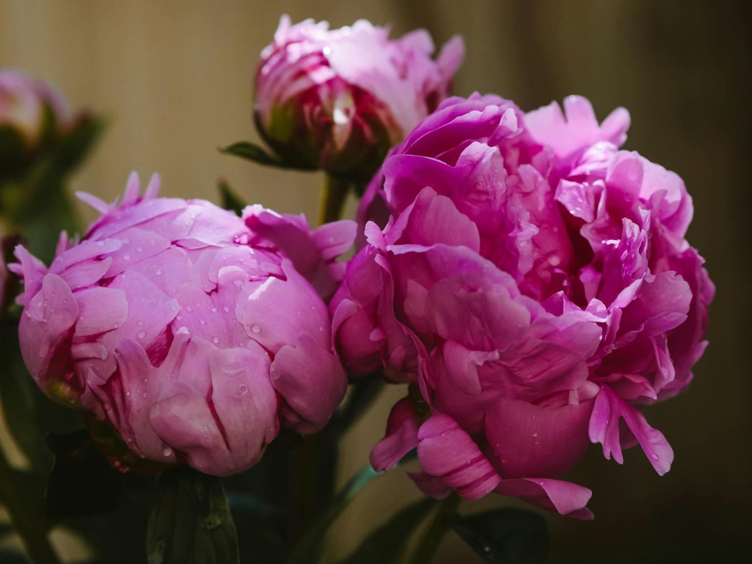 Best Fertilizer For Peony Flowers
