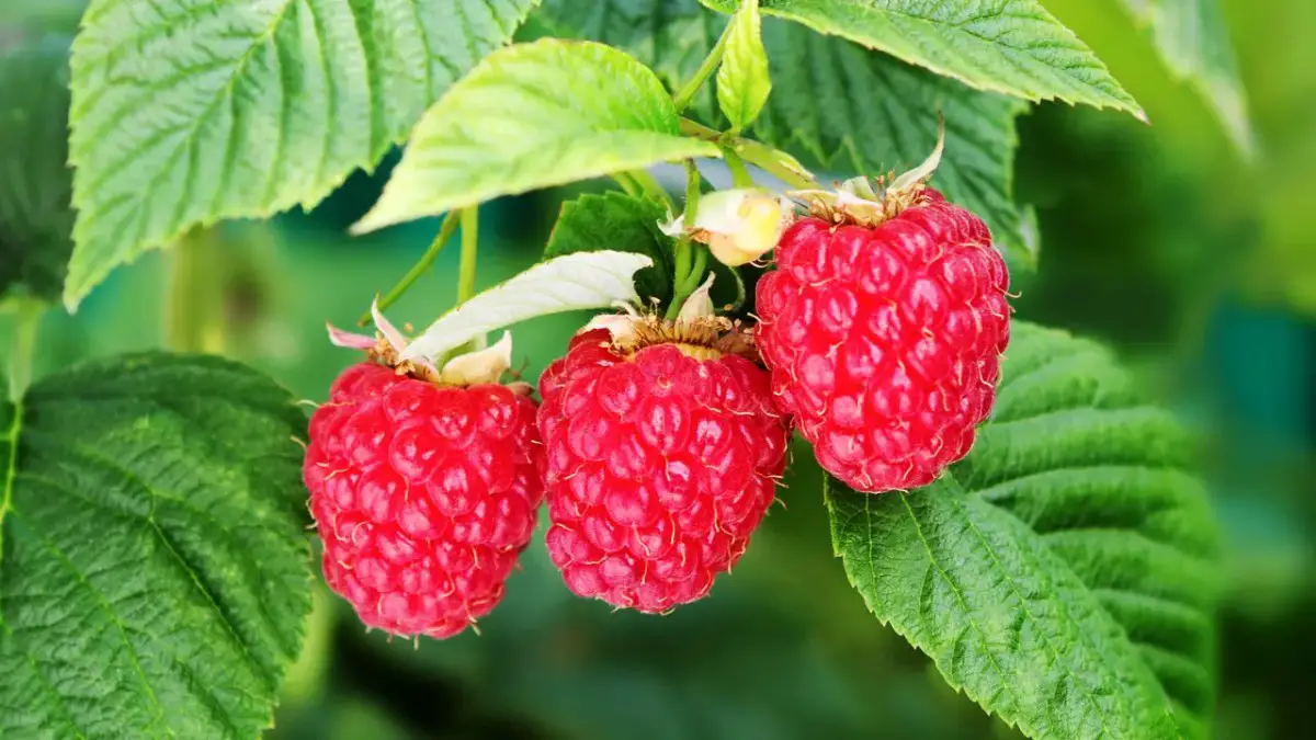 The Best Raspberry Fertilizer and Care Guide