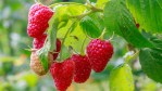 The Best Raspberry Fertilizer and Care Guide
