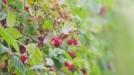 The Best Raspberry Fertilizer and Care Guide