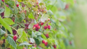 The Best Raspberry Fertilizer and Care Guide