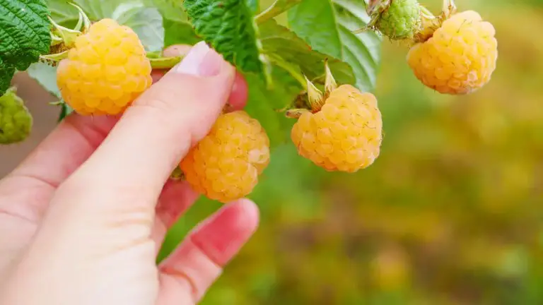 The Best Raspberry Fertilizer and Care Guide