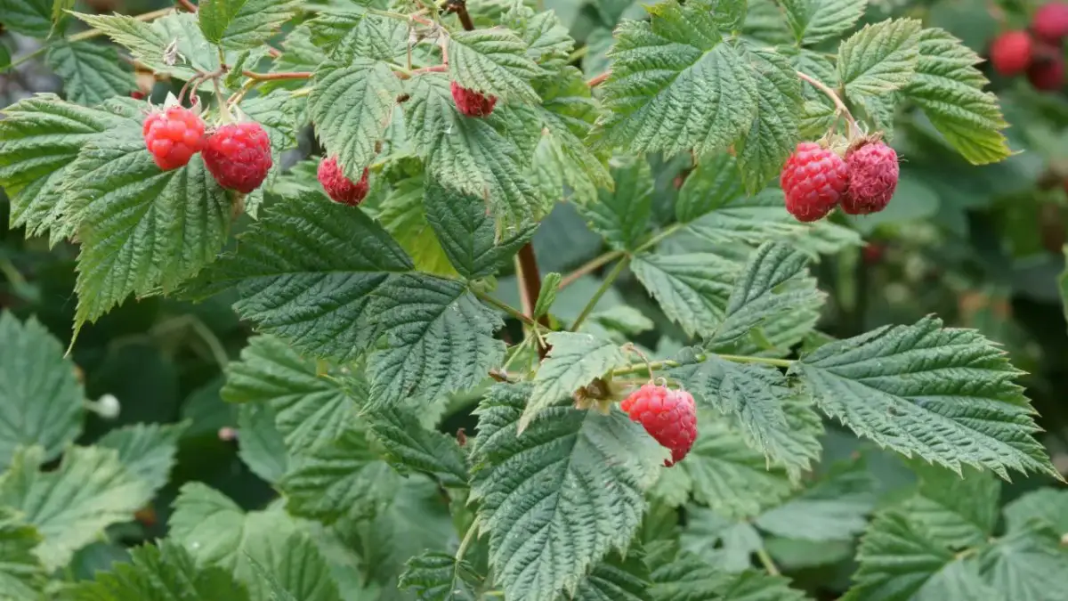 The Best Raspberry Fertilizer and Care Guide