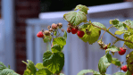 The Best Raspberry Fertilizer and Care Guide