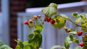 The Best Raspberry Fertilizer and Care Guide