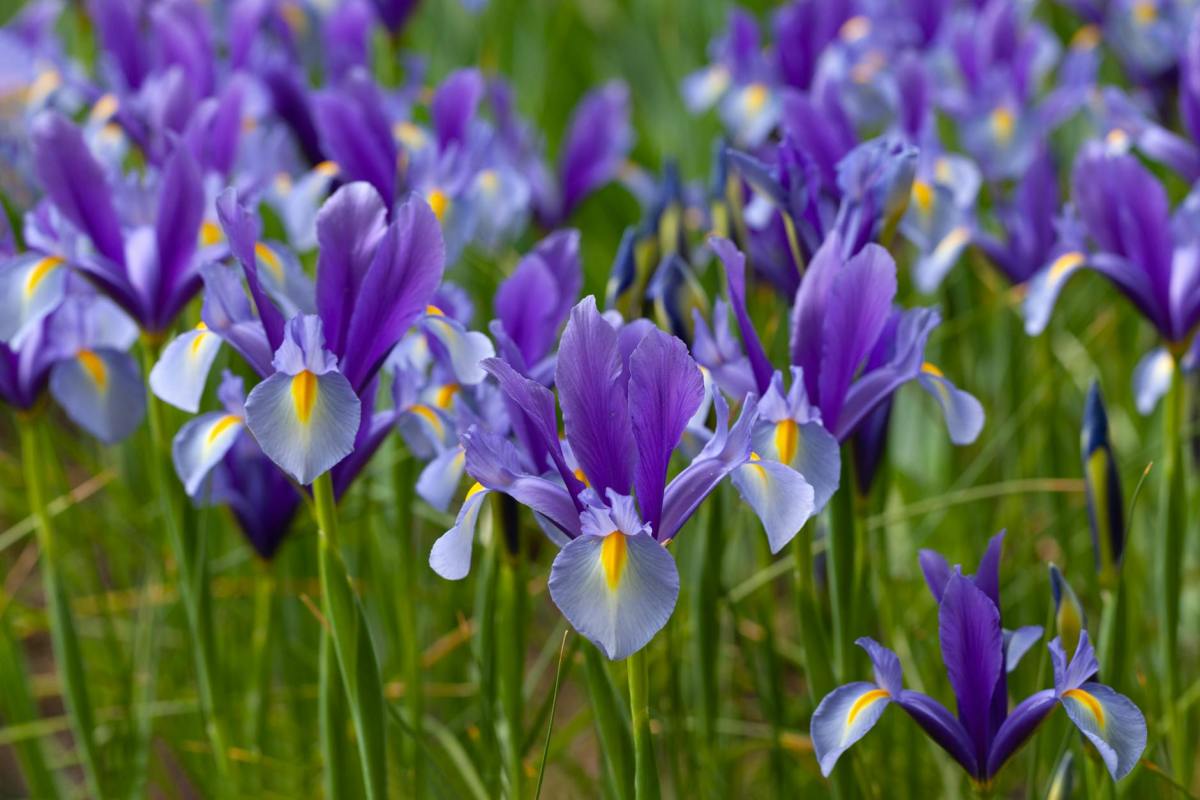 What Bulbs to Plant In Fall