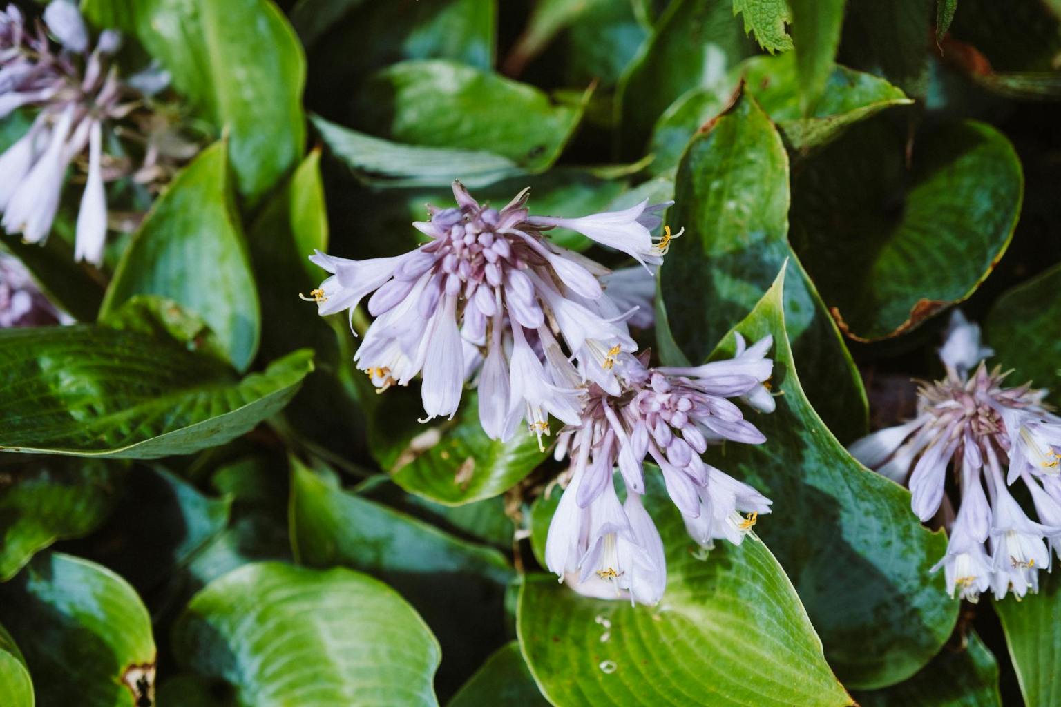 Your List of Perennials to Cut Back in Fall