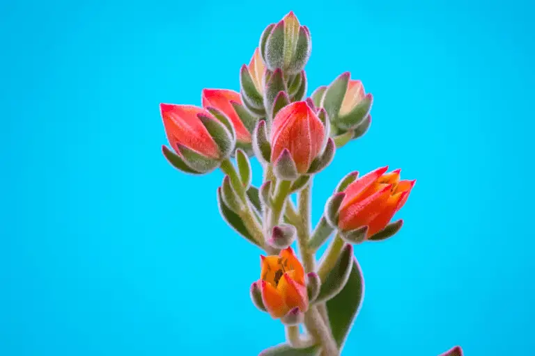 What is a Death Bloom on a Succulent?