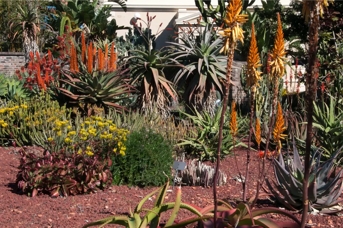 What is a Death Bloom on a Succulent?