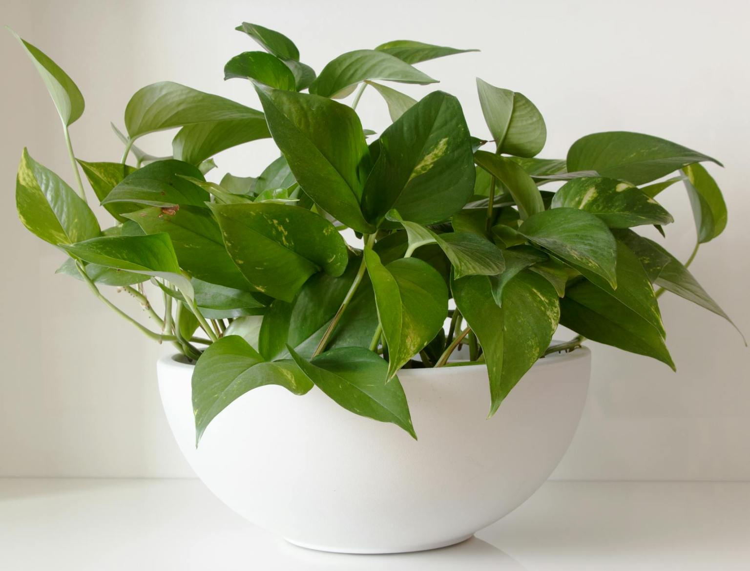 Best Indoor Trailing Plants