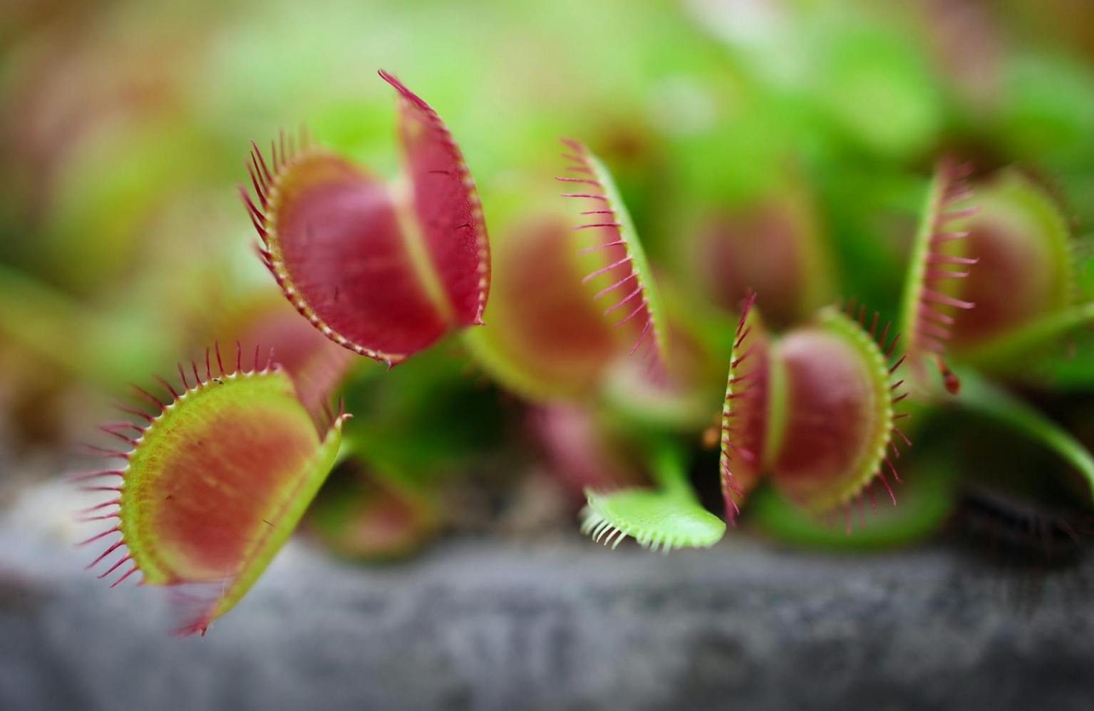 How to Make Your Venus Flytrap Grow Huge!