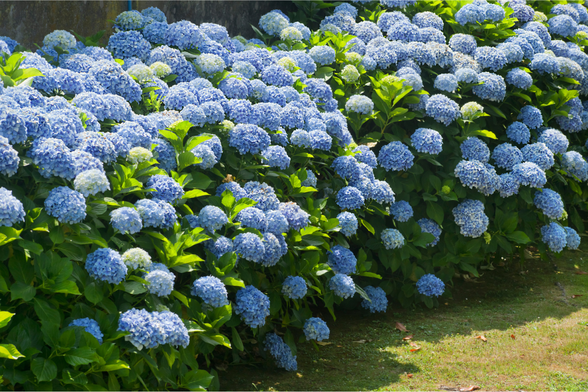 Best Fertilizer for Endless Summer Hydrangeas