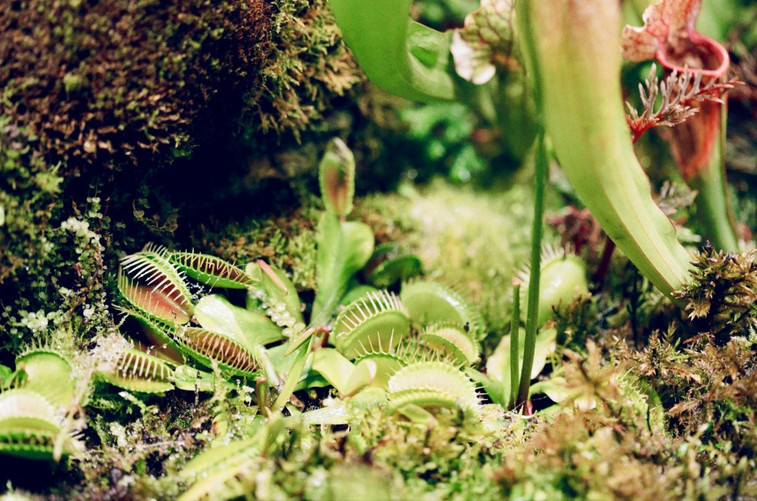How to Make Your Venus Flytrap Grow Huge!