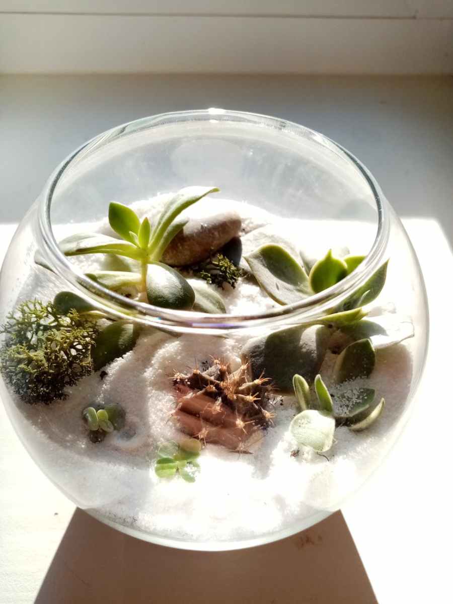 The Best Terrarium Containers!