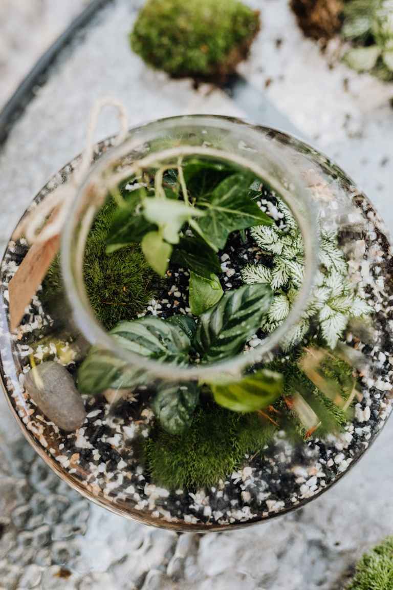 The Best Terrarium Containers!