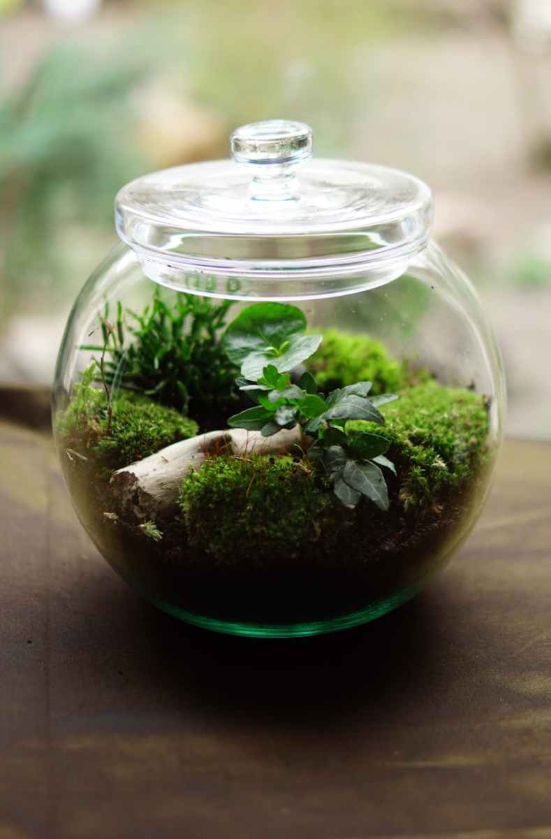The Best Terrarium Containers!