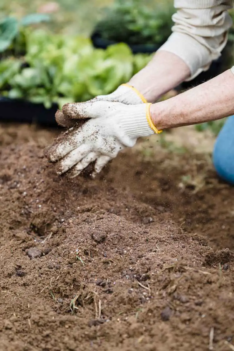 What’s the Best Soil for Planting Vegetables
