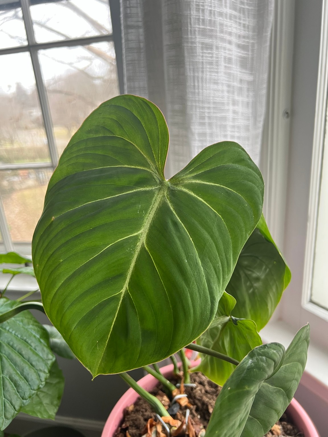Philodendron Gloriosum Care Guide