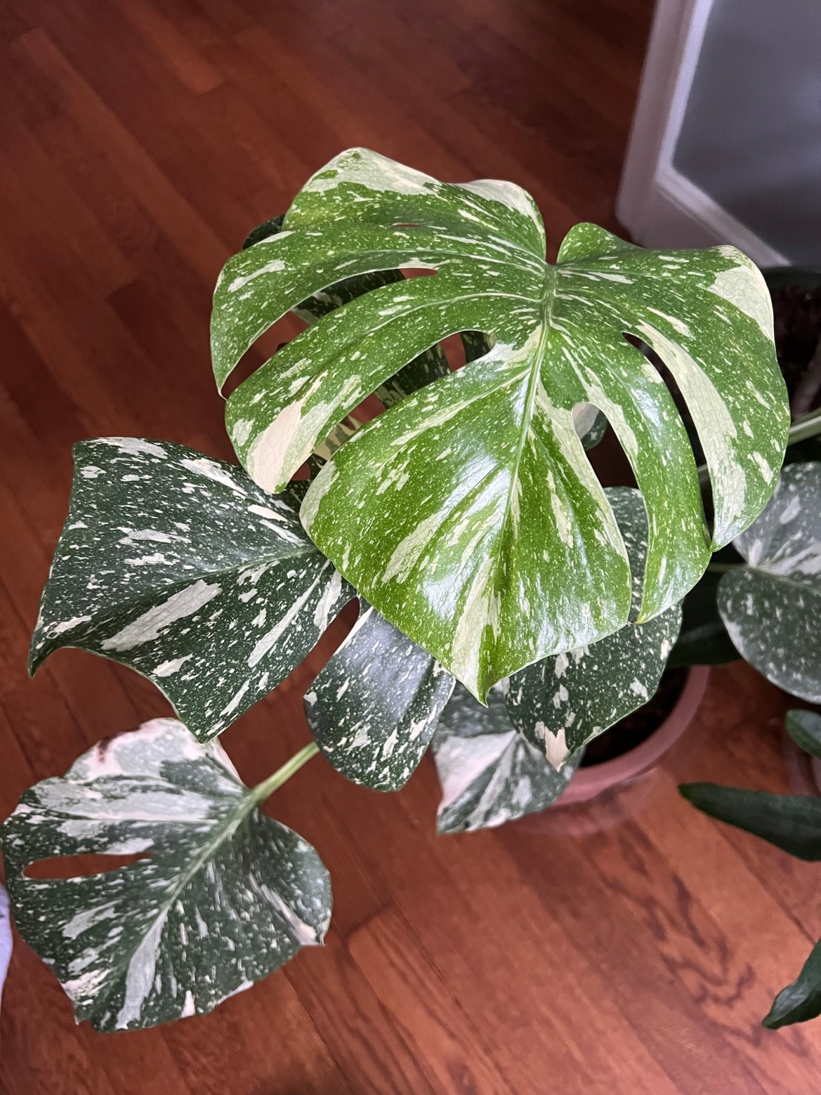 How to Grow The Monstera Thai Constellation