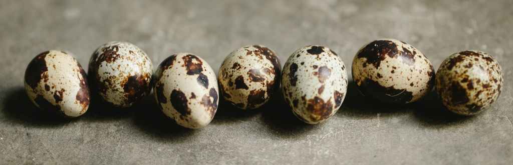 Hatching Quail Eggs Successfully: A Beginner’s Guide