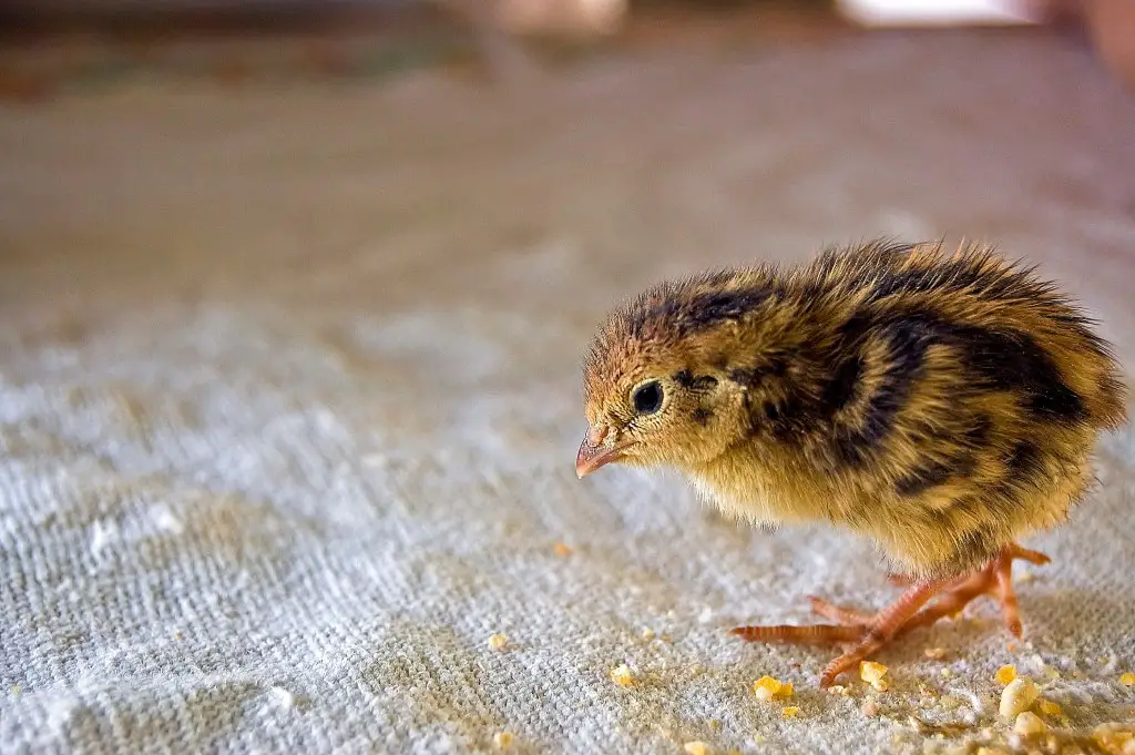 Hatching Quail Eggs Successfully: A Beginner’s Guide