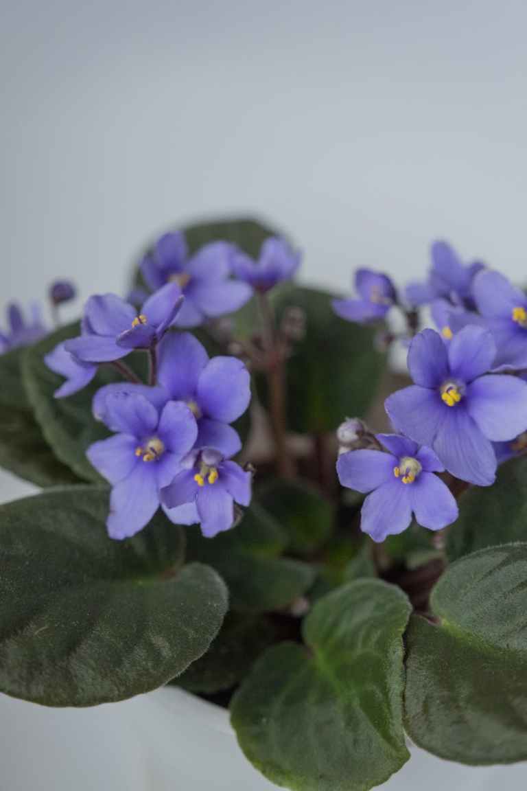 Essential Guide to Growing African Violets