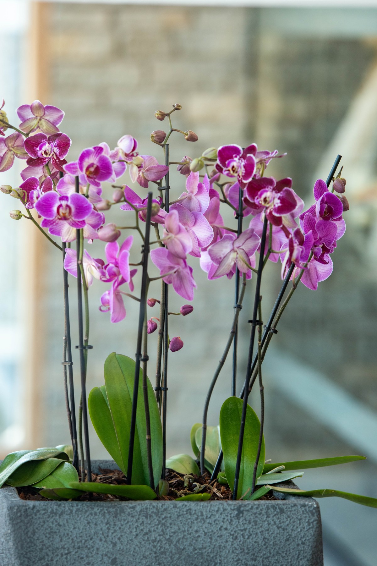 Orchid Care: Beautiful Orchid Display Ideas for Your Home